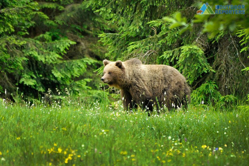 Sulle tracce dell'orso - Viaggio naturalistico Slovenia - Escursionismo.it