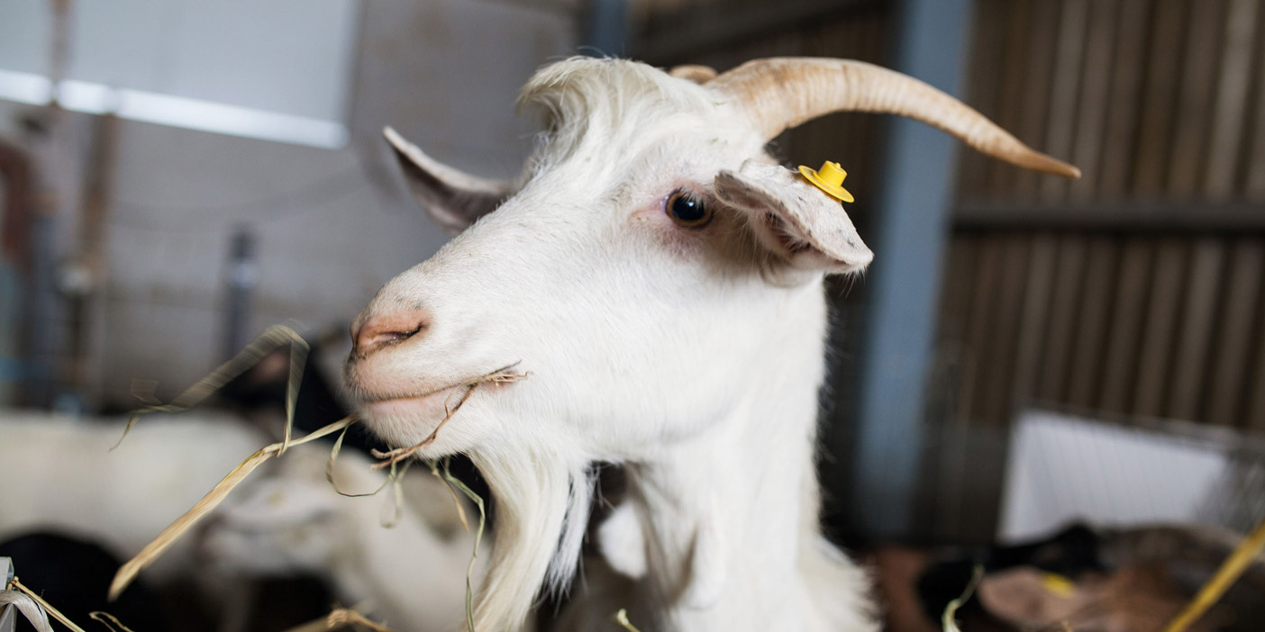 Escursione di Pasquetta... con la capretta - Lunedi 28 marzo 2016 ...