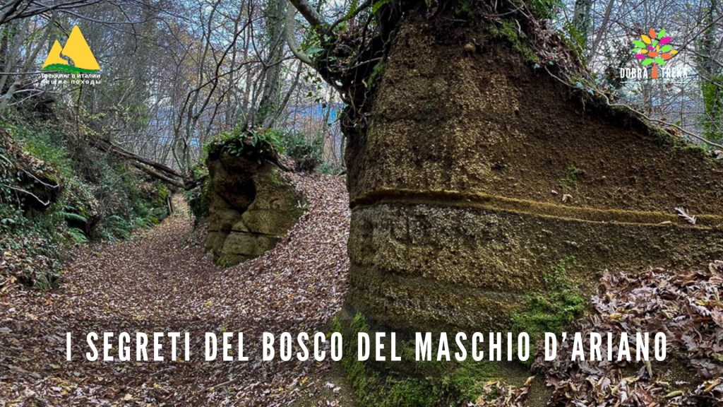 I segreti del bosco del Maschio d’Ariano - Escursionismo.it