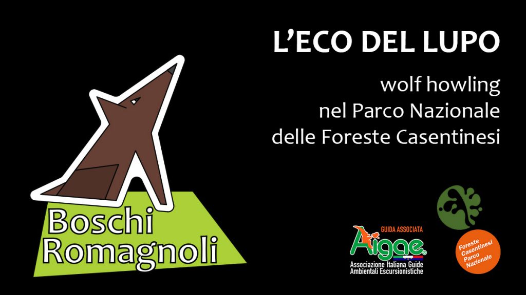 L'ECO DEL LUPO - Wolf Howling nel Parco Nazionale delle Foreste ...