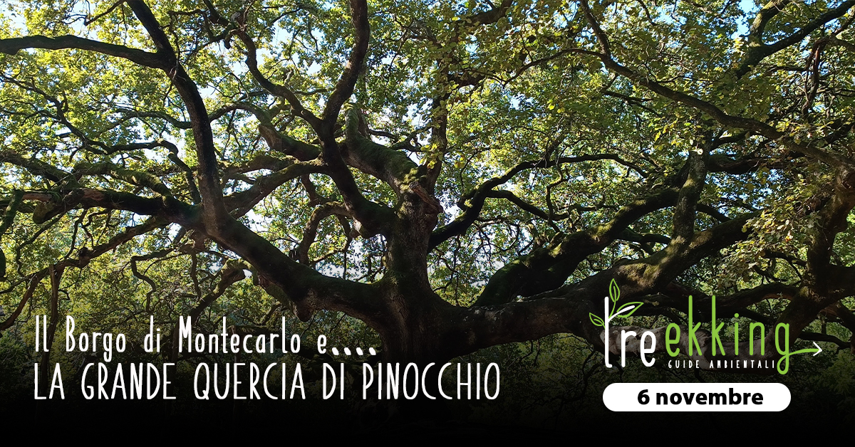 La grande quercia di Pinocchio - Escursionismo.it