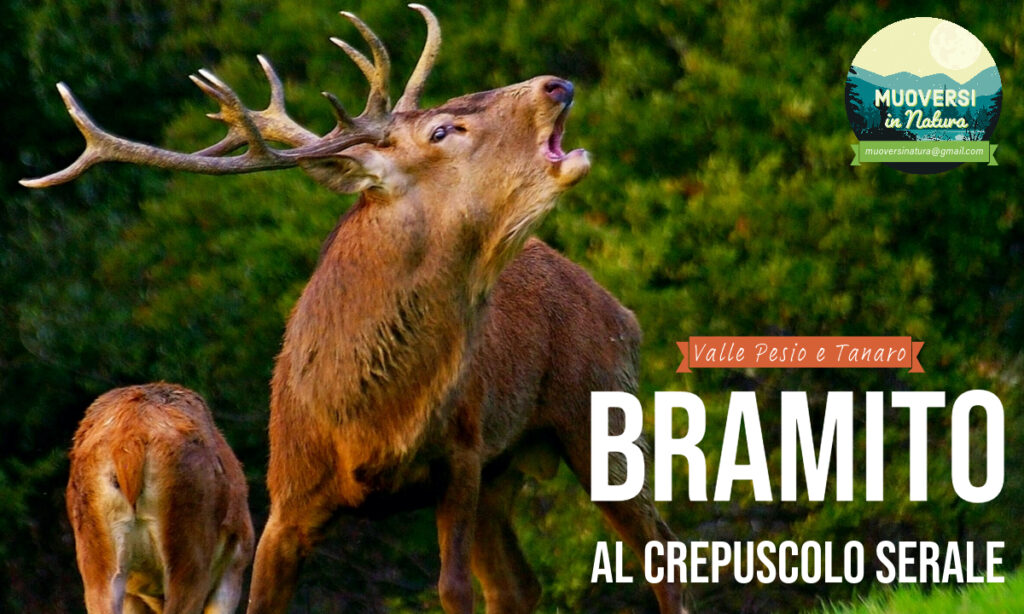 IL BRAMITO AL CREPUSCOLO SERALE - Escursionismo.it